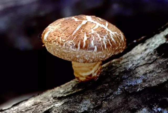 Shiitake-paddenstoelen: foto, wat het is, waar het groeit in Rusland, soorten, toepassing 7080_2