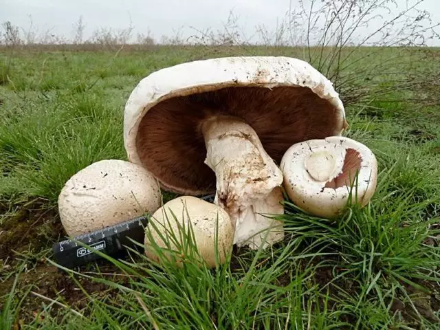 Shiitake-paddenstoelen: foto, wat het is, waar het groeit in Rusland, soorten, toepassing 7080_5