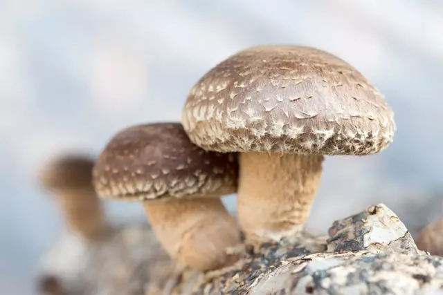 Shiitake -paddestoelen: foto, wat it is, wêr't it groeit yn Ruslân, soarten, tapassing 7080_7