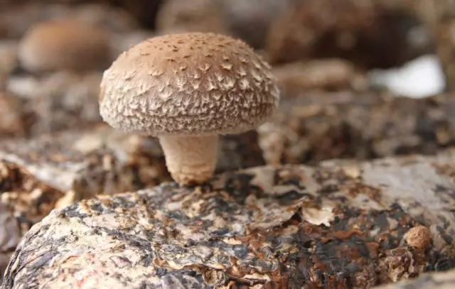 Ibihumyo bya Shiitake: ifoto, icyo aricyo, aho ikurira muburusiya, ubwoko, gusaba 7080_8