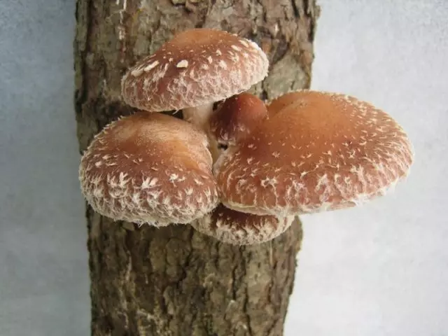 Ibihumyo bya Shiitake: ifoto, icyo aricyo, aho ikurira muburusiya, ubwoko, gusaba 7080_9