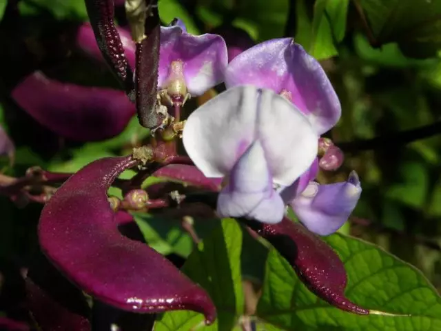 घुंघराले बकाइन (dolichos, hyacinth सेम): रोपण र हेरचाह, बिरुवा रोप्दै, बीउ बाट बढ्दै 7091_12