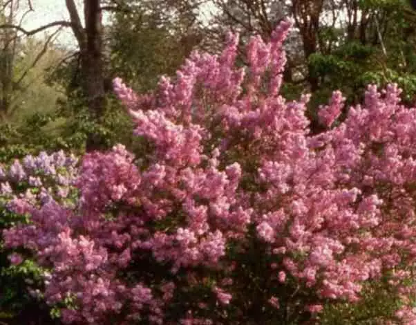 Lilac ya Meyer: mafotokozedwe amitundu ndi mayina ndi zithunzi, kulimba kwanthawi yozizira, malamulo obzala ndi kusamalira, kubereka, kuwunika 7092_2