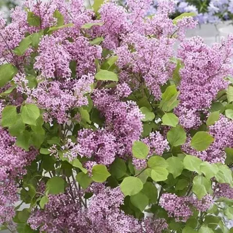 Lilac ya Meyer: mafotokozedwe amitundu ndi mayina ndi zithunzi, kulimba kwanthawi yozizira, malamulo obzala ndi kusamalira, kubereka, kuwunika 7092_6