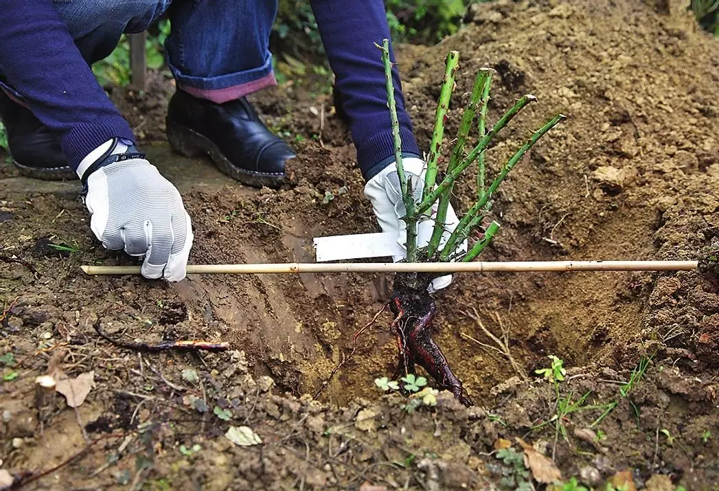 گلاب ڪيئن ا growارجن: پوکڻ ، fertilاڻ ڏيڻ ، سياري جي تياري لاءِ طريقا 70_2