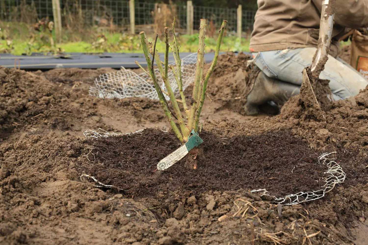 Hoe rozen te kweken: tips voor planten, bemesten, voorbereiden op de winter 70_3