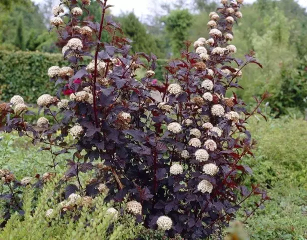 Diablo kúla (Diablo): lýsing, gróðursetning og umhirða, pruning, ljósmynd 7100_1