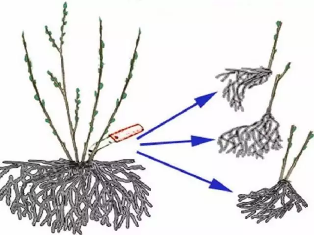 Ako množiť vezikulu: semenami, odrezkami, vrstvením 7102_11