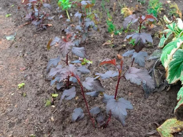 Si të përhapni vezikulën: me fara, prerje, shtresa 7102_3