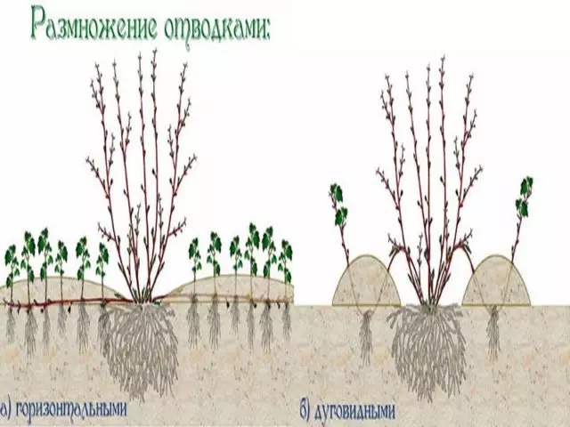 Ako množiť vezikulu: semenami, odrezkami, vrstvením 7102_4