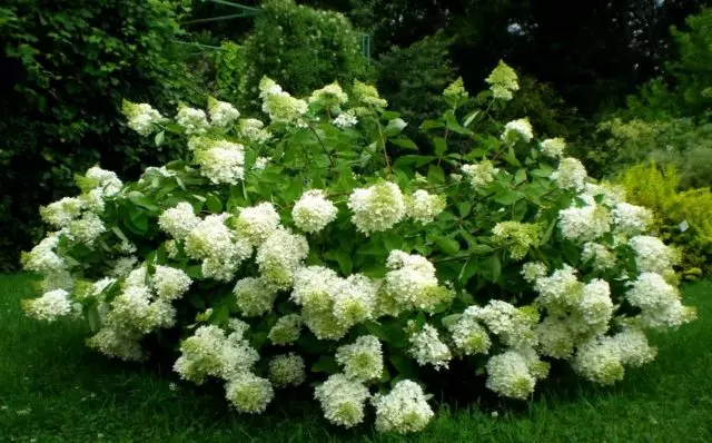 Hydrangea Dentelle de Gorron: คำอธิบายการปลูกและการดูแลภาพถ่ายบทวิจารณ์ 7113_1