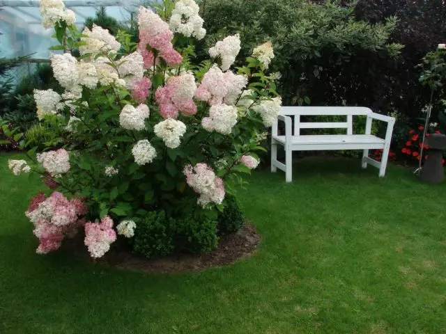 Hydrangea Dentelle de Gorron: popis, výsadba a starostlivosť, fotografie, recenzie 7113_2