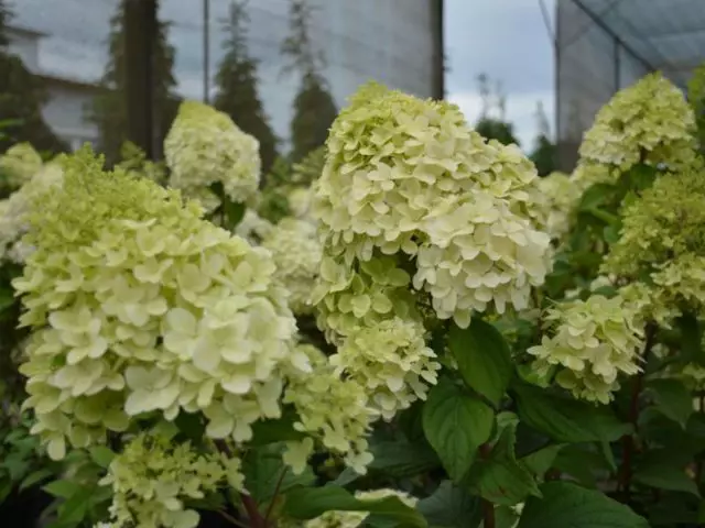 Hydrangea Dentelle de Gorron: คำอธิบายการปลูกและการดูแลภาพถ่ายบทวิจารณ์ 7113_3