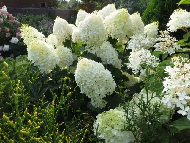 Hydrangea Dentelle de Gorron: คำอธิบายการปลูกและการดูแลภาพถ่ายบทวิจารณ์ 7113_4