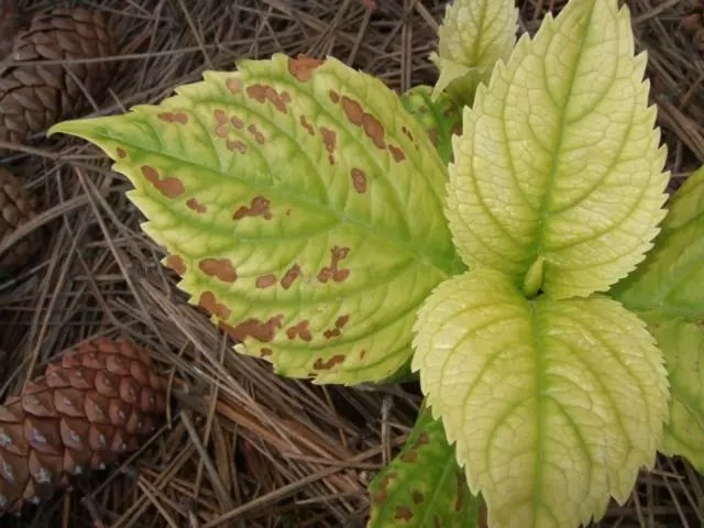 Hydrangea Dentelle de Gorron: popis, výsadba a starostlivosť, fotografie, recenzie 7113_6