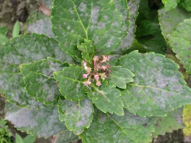 Hydrangea Dentelle de Gorron: คำอธิบายการปลูกและการดูแลภาพถ่ายบทวิจารณ์ 7113_7