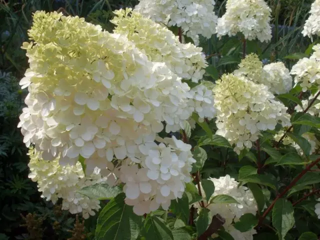 Hydrangea Jadyly Aý şöhlesi: düşündiriş, ekmek we ideg, suratlar, synlar 7115_1