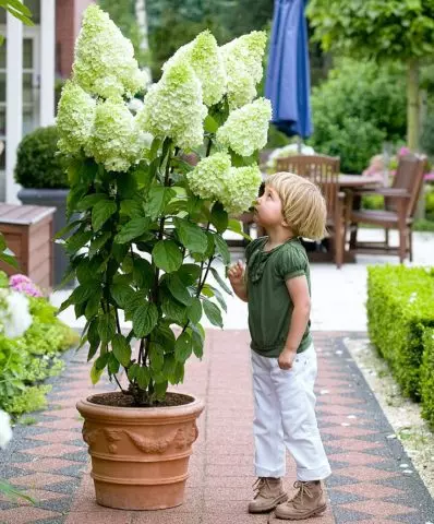 Hydrangea Jadyly Aý şöhlesi: düşündiriş, ekmek we ideg, suratlar, synlar 7115_2