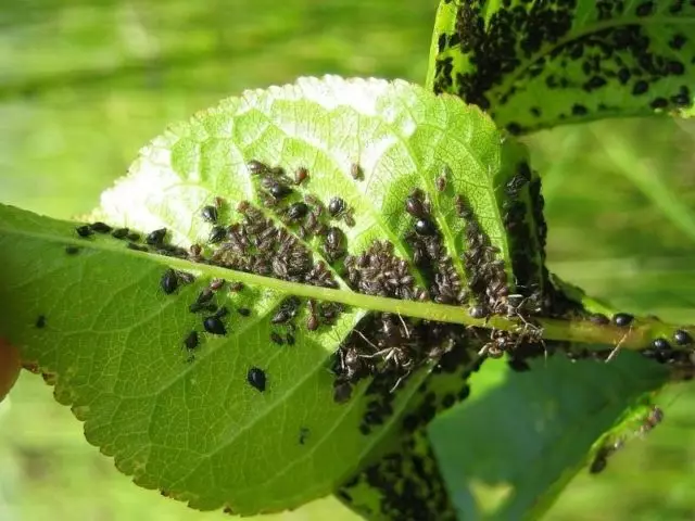 Hydrangea majik Moonlight: deskripsyon, plante ak swen, foto, revize 7115_22