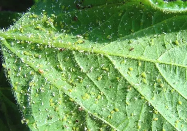 Hydrangea Jadyly Aý şöhlesi: düşündiriş, ekmek we ideg, suratlar, synlar 7115_8