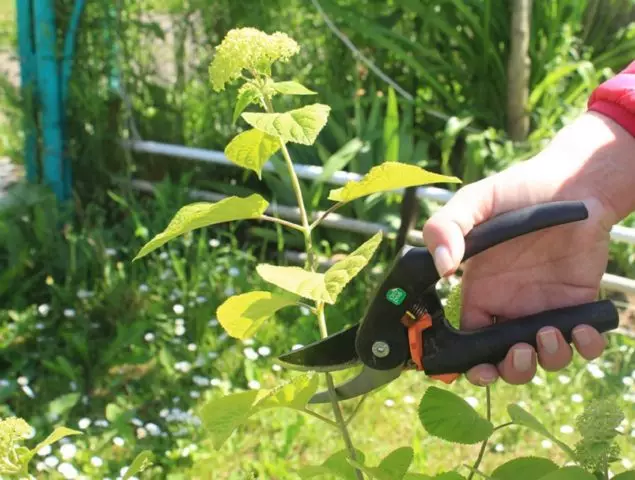 Voortplanting van hortensia's door stekken in het voorjaar: hoe thuis te rooten, video 7116_2