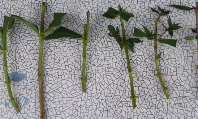 Voortplanting van hortensia's door stekken in het voorjaar: hoe thuis te rooten, video 7116_3