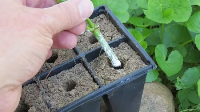 Voortplanting van hortensia's door stekken in het voorjaar: hoe thuis te rooten, video 7116_5