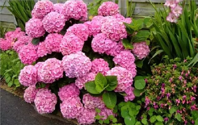 ការឃោសនា hydrangeas ដោយការកាត់នៅនិទាឃរដូវ៖ របៀបចាក់ឬសនៅផ្ទះវីដេអូ 7116_7