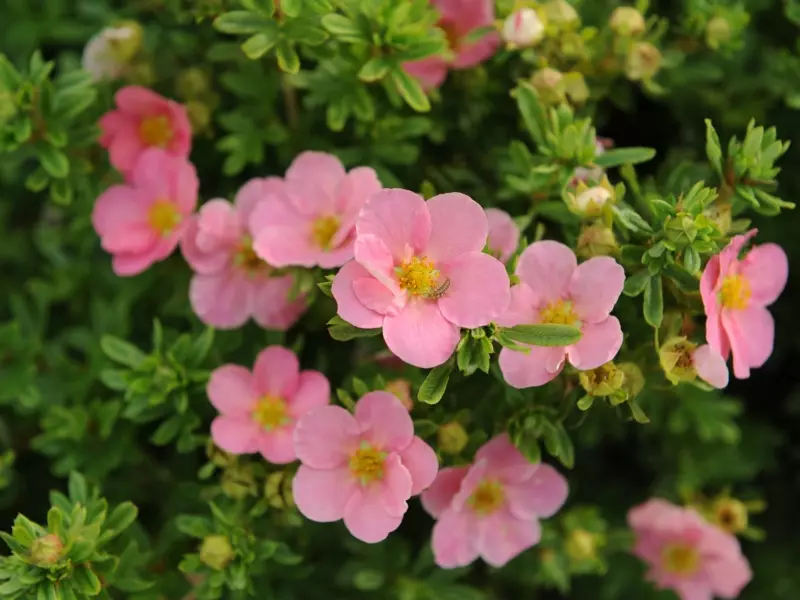 Cinquefoil Pink Beauty or Lovely Pink (Pink Beauty  Lovely Pink): description, photo