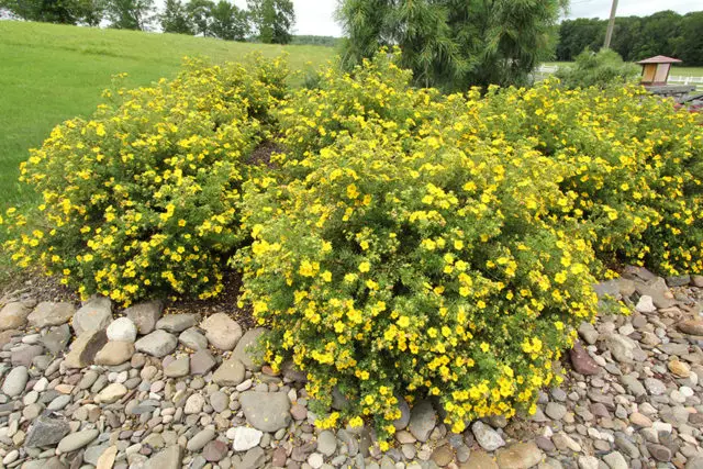 Cinquefoil Goldfinger: Beschreiwung, Planzung a Fleeg, Fotoen am Landschaftsdesign 7128_1