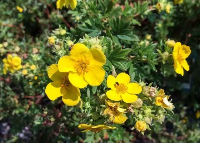 Cinquefoil Goldfinger: tlhaloso, ho lema le ho hlokomela, linepe ka moralo oa naha 7128_2