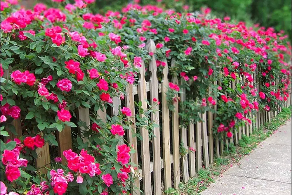 Šípková ružica: ako sadiť na jeseň, na jar, podľa schémy, pestovať z ovocia, sadeníc, starať sa o ňu doma, v krajine na otvorenom poli