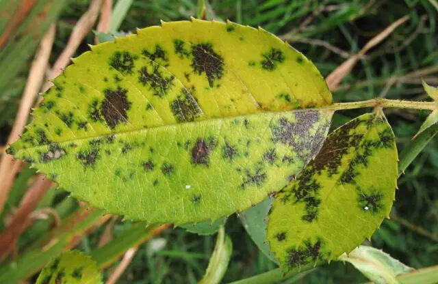 Rosehip: bawo ni lati gbin ni Igba Irẹdanu Ewe, orisun omi, ero, dagba lati awọn eso, awọn irugbin, tọju ni ile, ni orilẹ -ede ni aaye ṣiṣi 7148_10