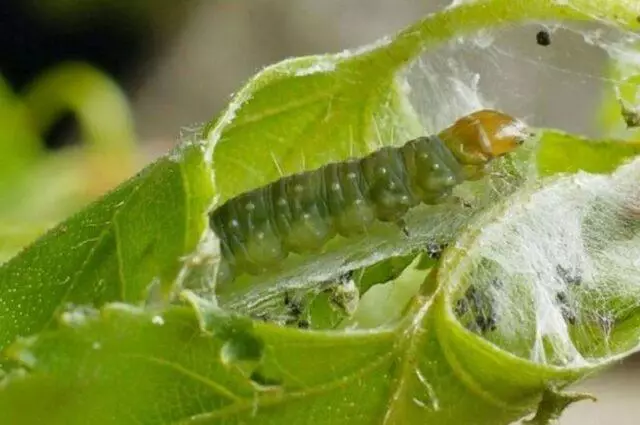 Rosehip: bawo ni lati gbin ni Igba Irẹdanu Ewe, orisun omi, ero, dagba lati awọn eso, awọn irugbin, tọju ni ile, ni orilẹ -ede ni aaye ṣiṣi 7148_13