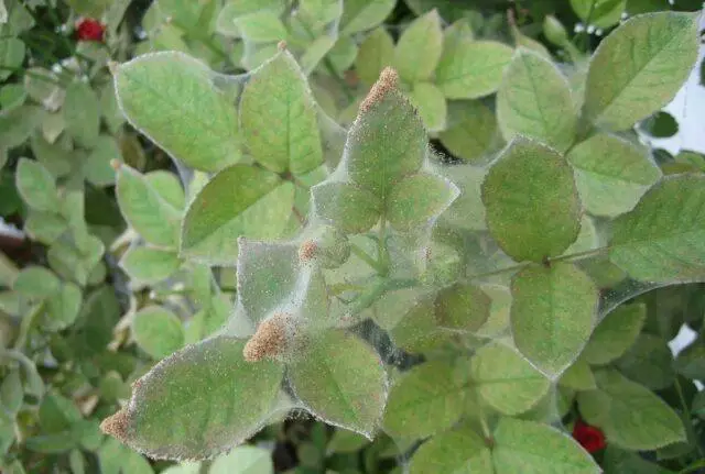 Rosehip: bawo ni lati gbin ni Igba Irẹdanu Ewe, orisun omi, ero, dagba lati awọn eso, awọn irugbin, tọju ni ile, ni orilẹ -ede ni aaye ṣiṣi 7148_14