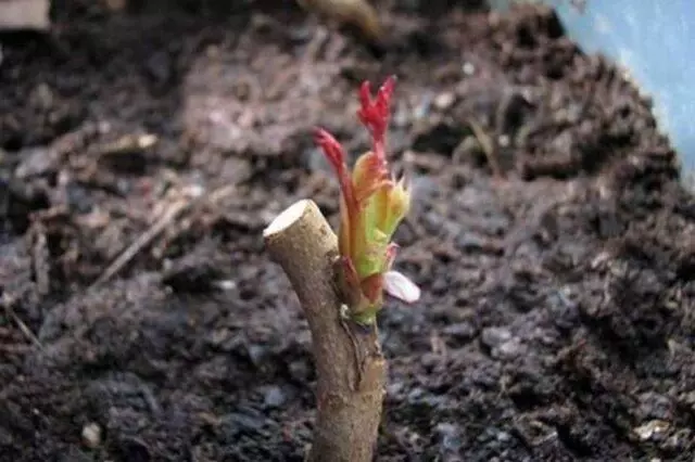 로즈힙 : 가을, 봄, 계획, 과일, 묘목에서 자라는 방법, 집에서 돌보는 방법, 야외에서 시골에서 돌보는 방법 7148_3