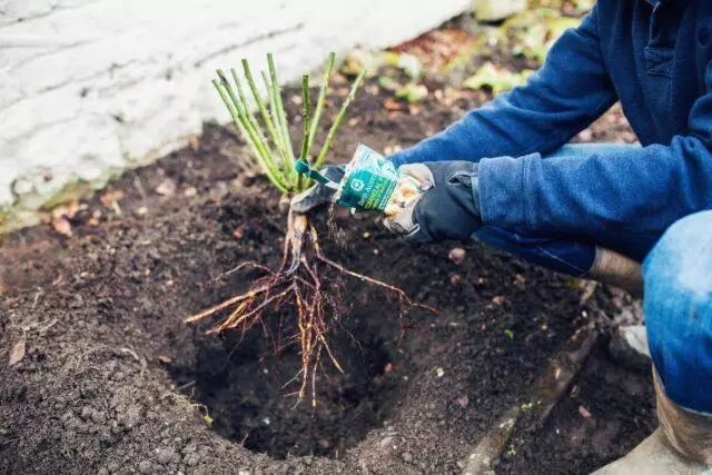 Hyben: hvordan man planter i efteråret, foråret, planlægger, vokser fra frugter, frøplanter, plejer derhjemme, på landet i det åbne felt 7148_5