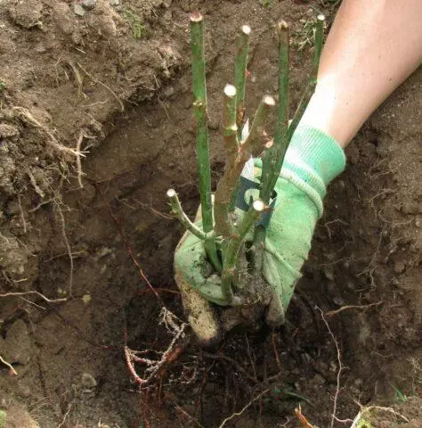 Rosehip: bawo ni lati gbin ni Igba Irẹdanu Ewe, orisun omi, ero, dagba lati awọn eso, awọn irugbin, tọju ni ile, ni orilẹ -ede ni aaye ṣiṣi 7148_7