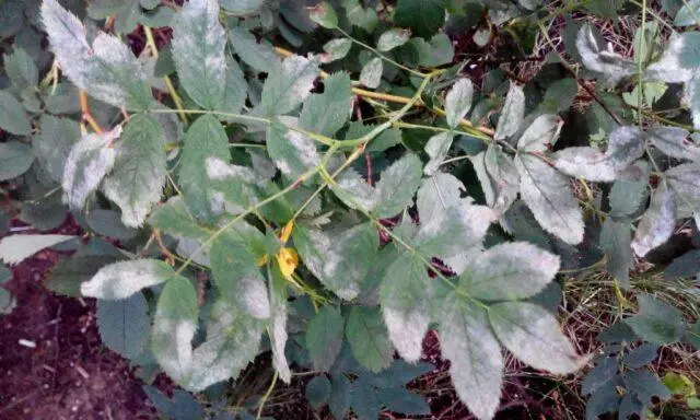 Rosa canina: come piantare in autunno, primavera, schema, crescere da frutti, piantine, prendersi cura di casa, in campagna in campo aperto 7148_9