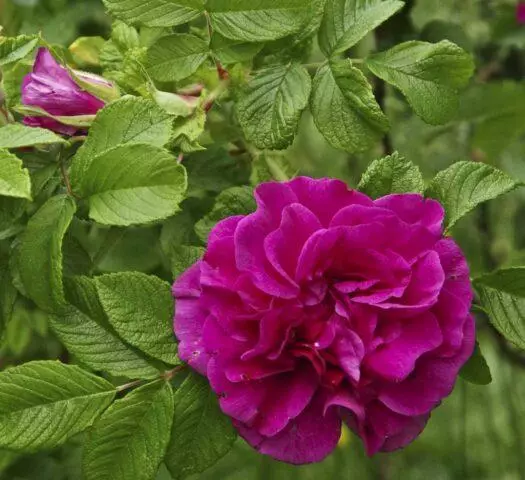 Кырмызы (роза) бырышкан (rosa rugosa): кайда өсөт, сорттору, жегенге болобу же жокпу, көбөйтүү, багуу, медициналык колдонуу, сүрөт 7150_10