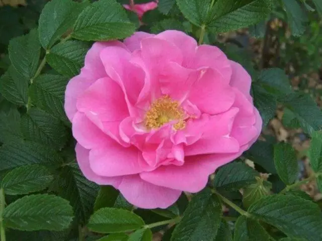 Кырмызы (роза) бырышкан (rosa rugosa): кайда өсөт, сорттору, жегенге болобу же жокпу, көбөйтүү, багуу, медициналык колдонуу, сүрөт 7150_12