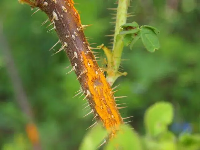 Rosehip (rose) wrinkled (rosa rugosa): inda take girma, iri, abin ci ko a'a, haifuwa, kulawa, amfanin likita, hoto 7150_14