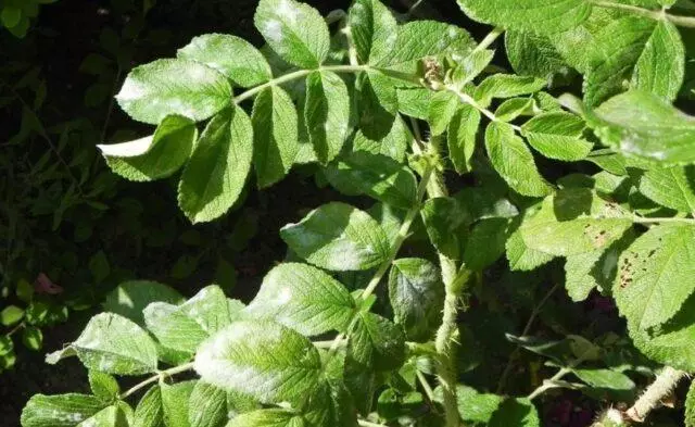 I-Rosehip (rose) ishwabene (rosa rugosa): apho ikhula khona, iindidi, iyatyiwa okanye hayi, ukuvelisa kwakhona, ukhathalelo, ukusetyenziswa kwezonyango, ifoto 7150_15