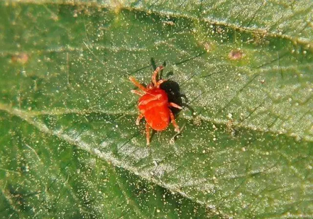 I-Rosehip (rose) ishwabene (rosa rugosa): apho ikhula khona, iindidi, iyatyiwa okanye hayi, ukuvelisa kwakhona, ukhathalelo, ukusetyenziswa kwezonyango, ifoto 7150_17