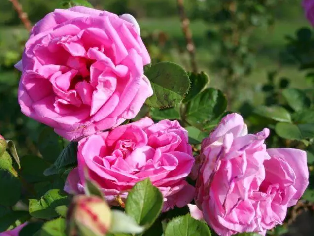 Кырмызы (роза) бырышкан (rosa rugosa): кайда өсөт, сорттору, жегенге болобу же жокпу, көбөйтүү, багуу, медициналык колдонуу, сүрөт 7150_2