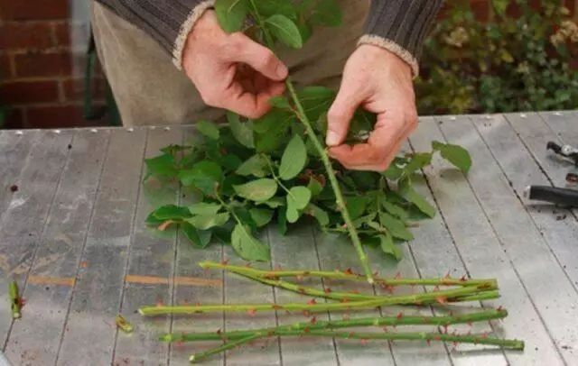 Кырмызы (роза) бырышкан (rosa rugosa): кайда өсөт, сорттору, жегенге болобу же жокпу, көбөйтүү, багуу, медициналык колдонуу, сүрөт 7150_20