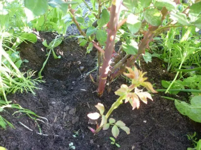 Rosehip (rose) rimpel (rosa rugosa): waar dit groei, variëteite, eetbaar of nie, voortplanting, sorg, mediese gebruik, foto 7150_21