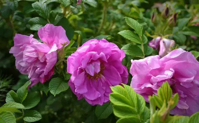 Кырмызы (роза) бырышкан (rosa rugosa): кайда өсөт, сорттору, жегенге болобу же жокпу, көбөйтүү, багуу, медициналык колдонуу, сүрөт 7150_29