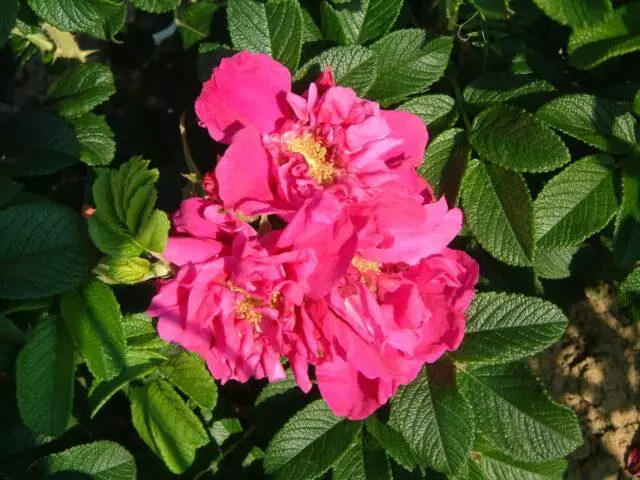 Кырмызы (роза) бырышкан (rosa rugosa): кайда өсөт, сорттору, жегенге болобу же жокпу, көбөйтүү, багуу, медициналык колдонуу, сүрөт 7150_3