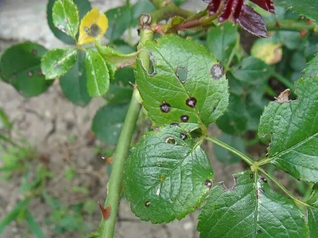 Кырмызы (роза) бырышкан (rosa rugosa): кайда өсөт, сорттору, жегенге болобу же жокпу, көбөйтүү, багуу, медициналык колдонуу, сүрөт 7150_34